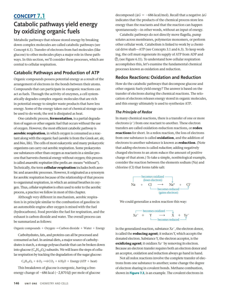 Cellular Respiration: Catabolic Pathways & Energy Yield