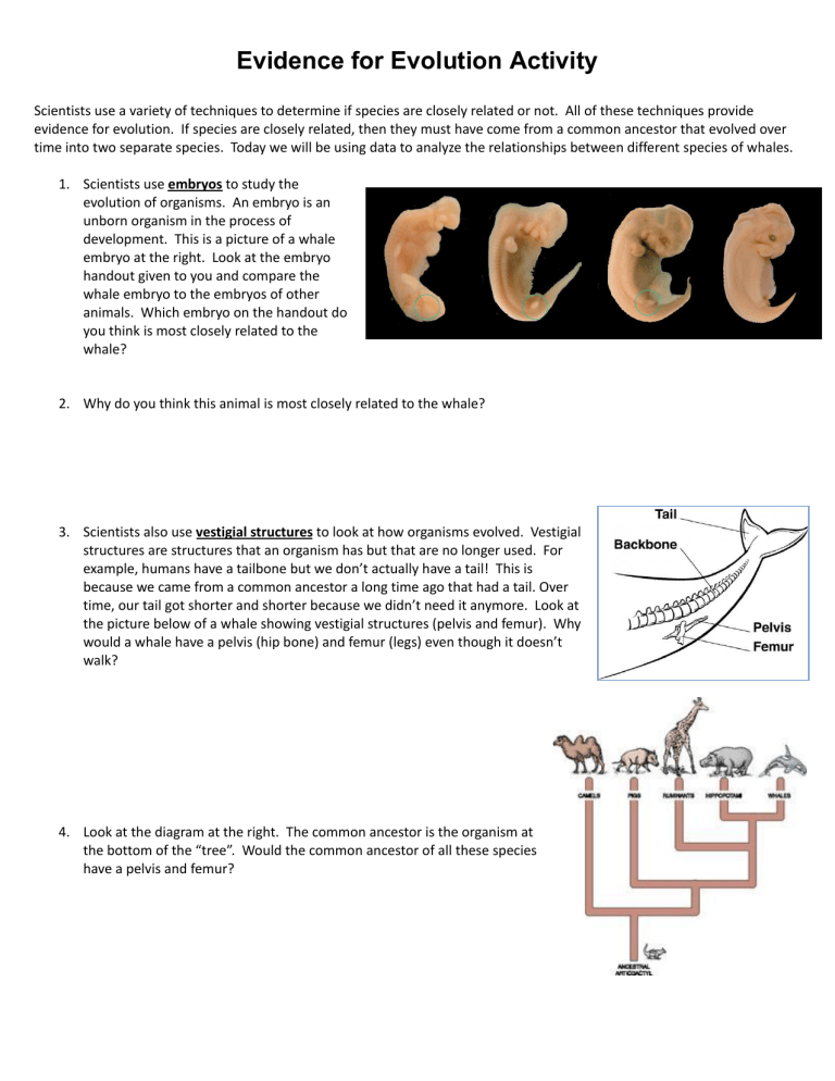 Evidence for Evolution Activity: Whale Relationships