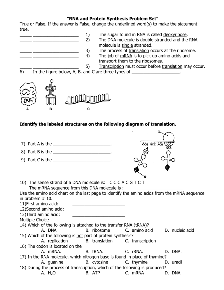 RNA and Protein Synthesis Problem Set