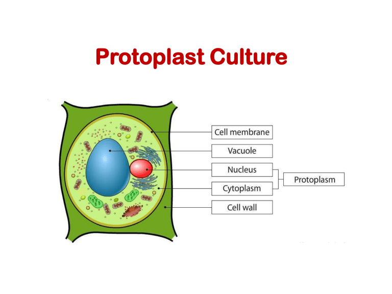 Protoplast Culture: Methods & Applications in Plant Biotechnology