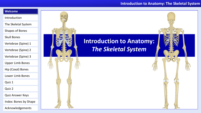 Introduction to Anatomy: The Skeletal System