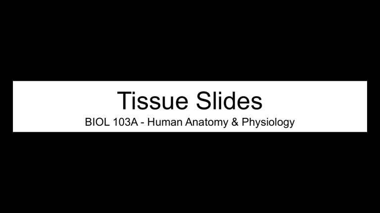 Tissue Slides for BIOL 103A Human Anatomy & Physiology
