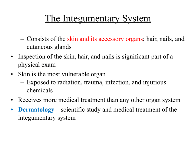 The Integumentary System: Skin, Hair, Nails & Glands