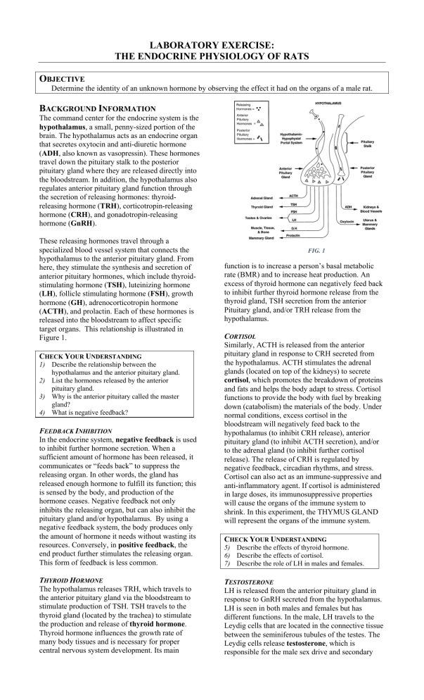 Endocrine Physiology of Rats Lab Exercise