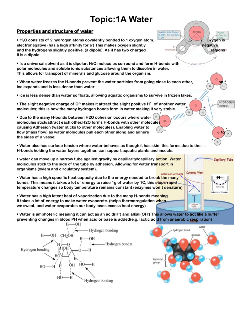 Properties and Structure of Water - Biology Topic 1A