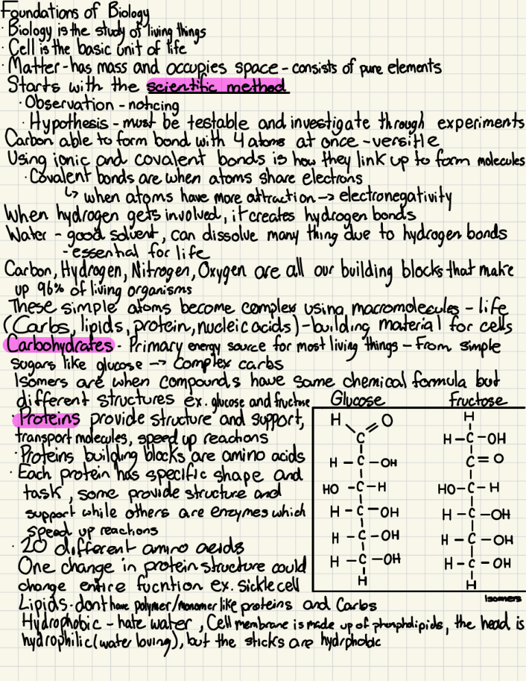 Biology Study Notes: Macromolecules & Chemical Bonds