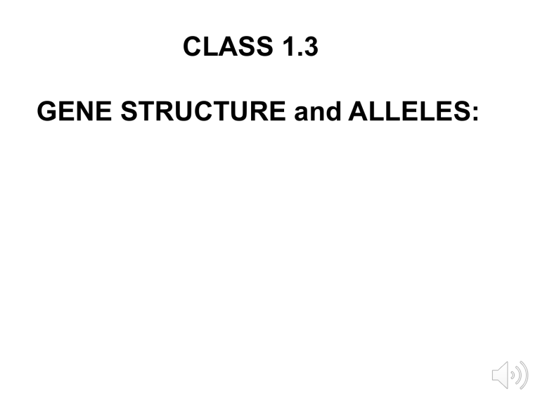 Gene Structure and Alleles - Class 1.3 Lecture Notes