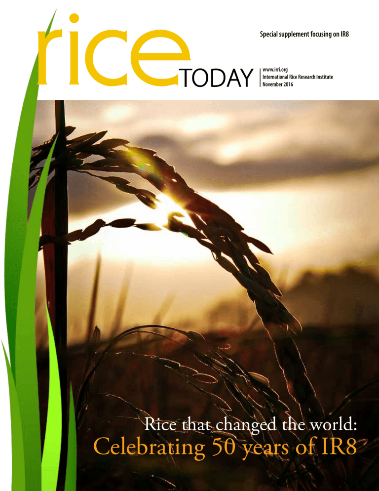 Rice Today: IR8 - The Miracle Rice That Changed the World